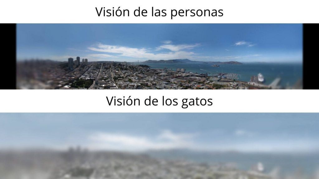 Así ven los gatos: son miopes y no ven el color rojo - Zona gatos