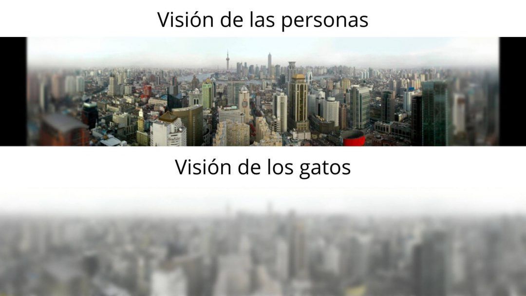 Así ven los gatos: son miopes y no ven el color rojo - Zona gatos