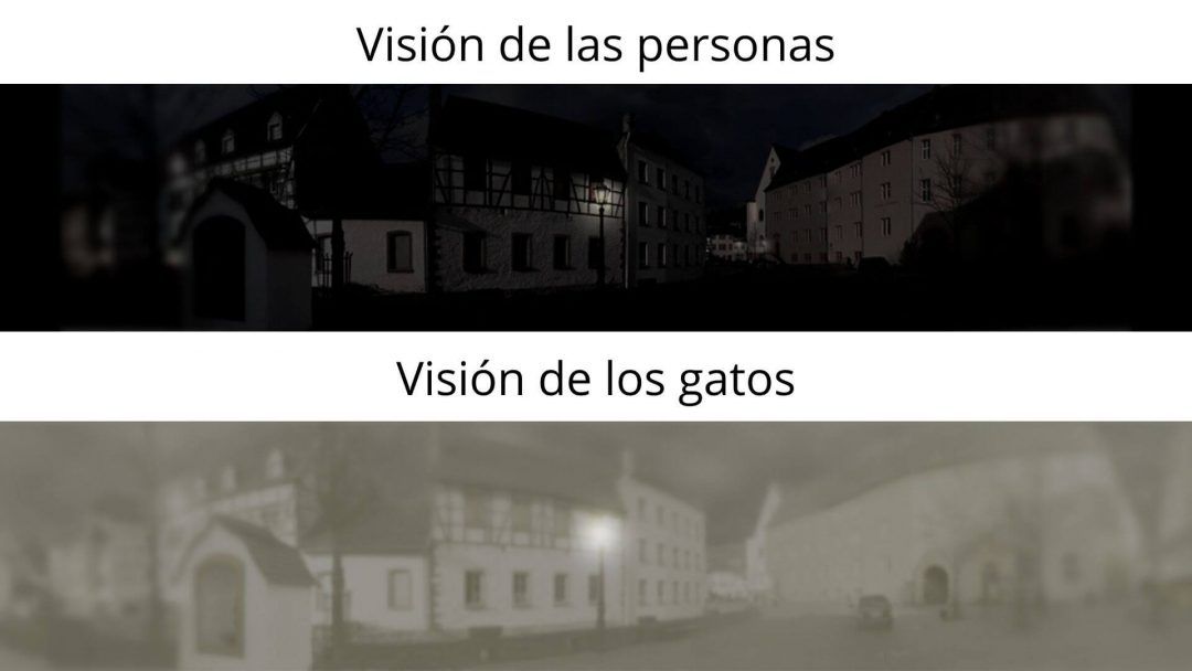 Así ven los gatos: son miopes y no ven el color rojo - Zona gatos