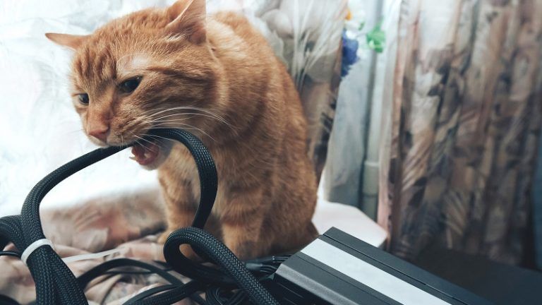 9 consejos para evitar que tu gato muerda los cables