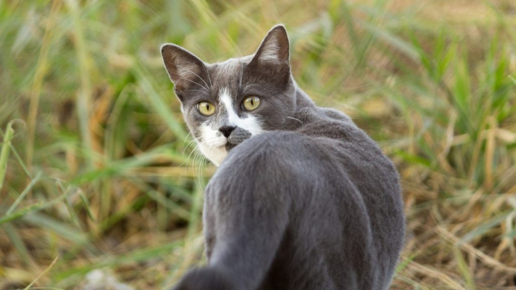 ¿Tu gato te ignora cuando le llamas? → Esta es la razón