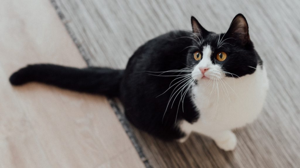 7 curiosidades de los gatos bicolor, tuxedo o esmoquin