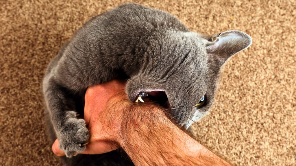 Ayuda: ¿Por qué mi gato me muerde cuando lo acaricio?