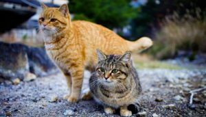 Diferencias entre gatos machos y hembras: descubre sus características ...