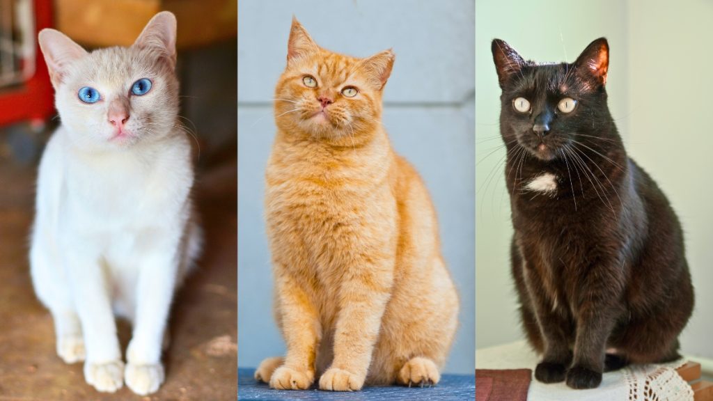 ¿Qué dice el color de tu gato sobre su personalidad y salud? Conoce ...
