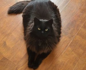 20 fascinantes razas de gatos negros que te encantarán