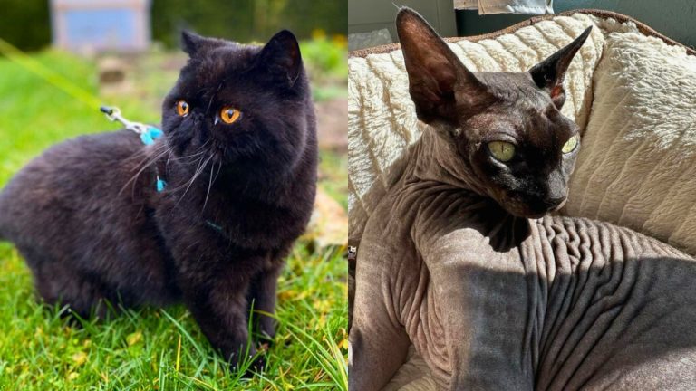 20 fascinantes razas de gatos negros que te encantarán