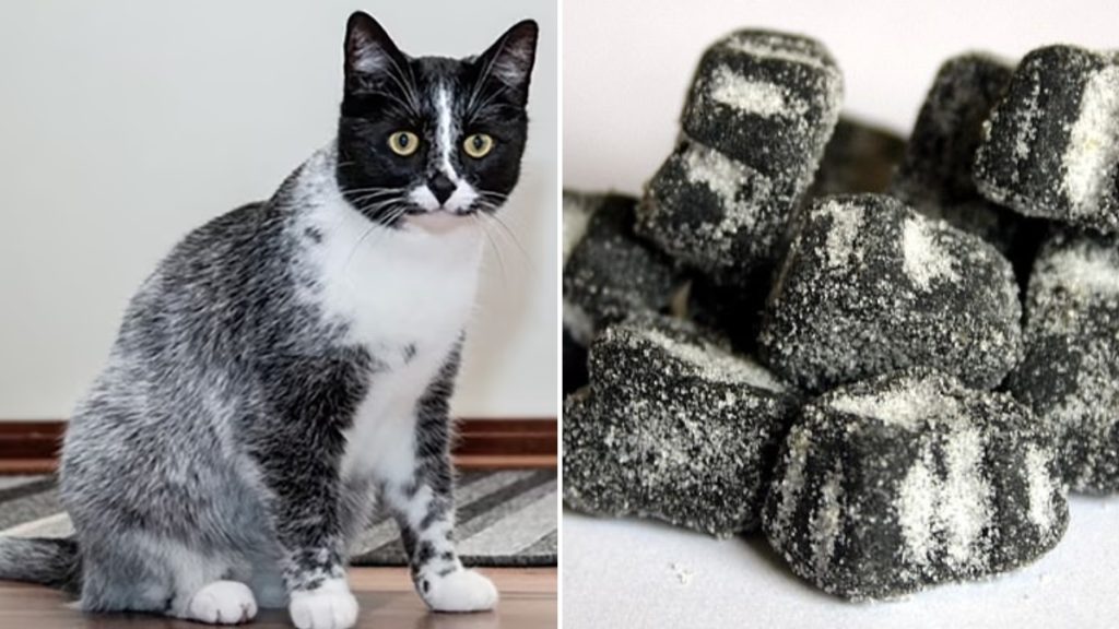 Un nuevo color de pelaje en gatos sorprende a científicos en Finlandia ...